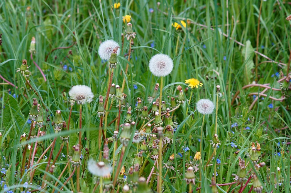 Maskrosor arkivfoto. Bild av fält, gräs, blommor, maskros - 77565268