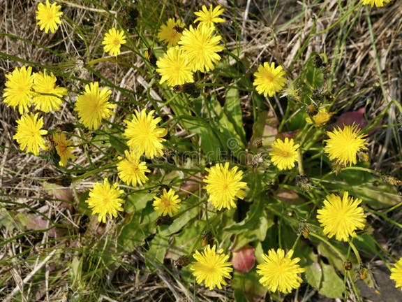 Maskrosor fotografering för bildbyråer. Bild av färgglatt - 84797115