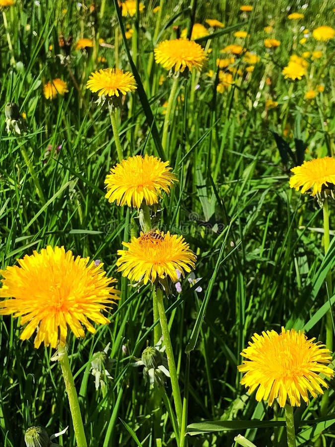 Maskrosor arkivfoto. Bild av fjärilar, grön, maskrosor - 91543978