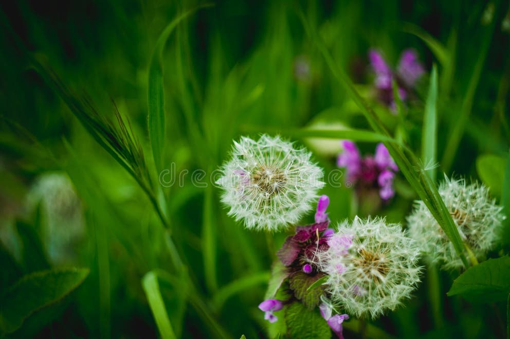 Maskrosor fotografering för bildbyråer. Bild av natur - 94499579