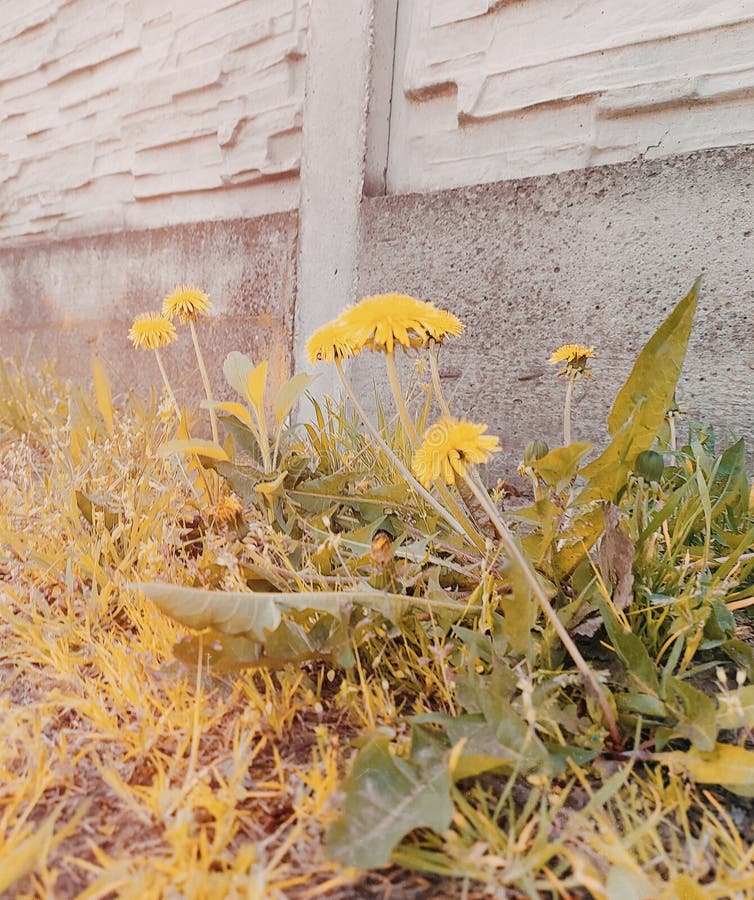 Maslacak Flower Stock Photos - Free & Royalty-Free Stock Photos from ...