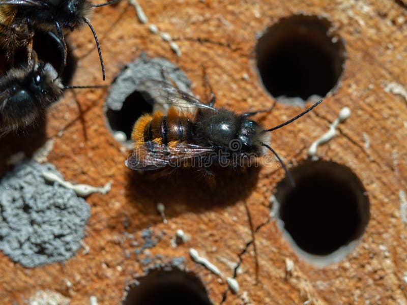 Mason Bee on an Insect Hotel Stock Image - Image of honey, fauna: 164897739