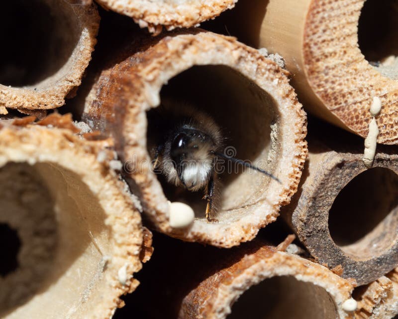 Mason bees mating stock image. Image of bicornis, close - 116946331