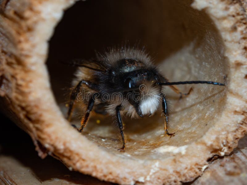 Mason Bees at an Insect Hotel in Spring Stock Image - Image of habitat ...
