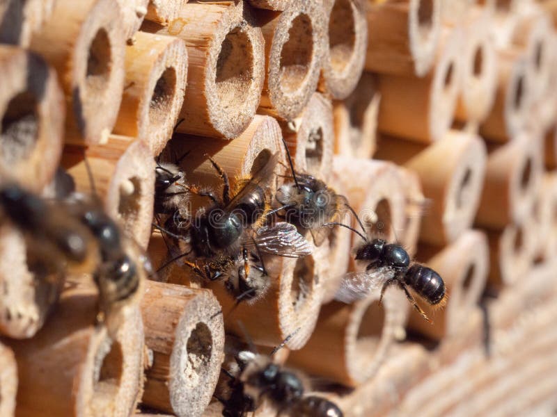 Mason bees mating stock image. Image of bicornis, close - 116946331