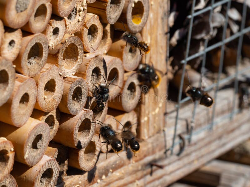 Mason bees mating stock image. Image of bicornis, close - 116946331