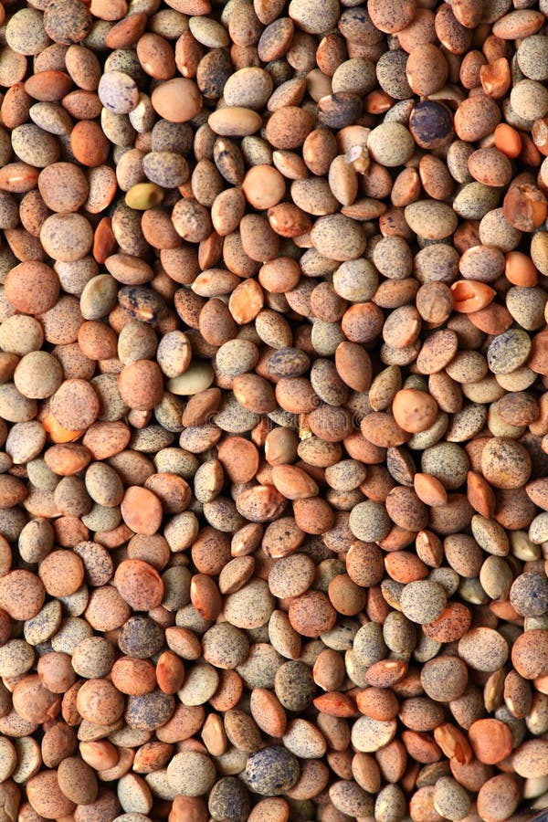 Masoor dal whole stock image. Image of minerals, colors - 18606151