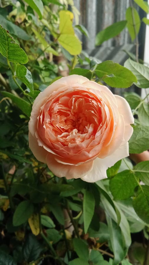 Masora Rose Flower Blooming Garden Stock Photos - Free & Royalty-Free ...