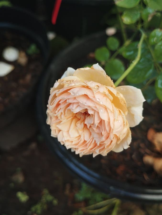 Minirosegarden Stock Photos - Free & Royalty-Free Stock Photos from ...