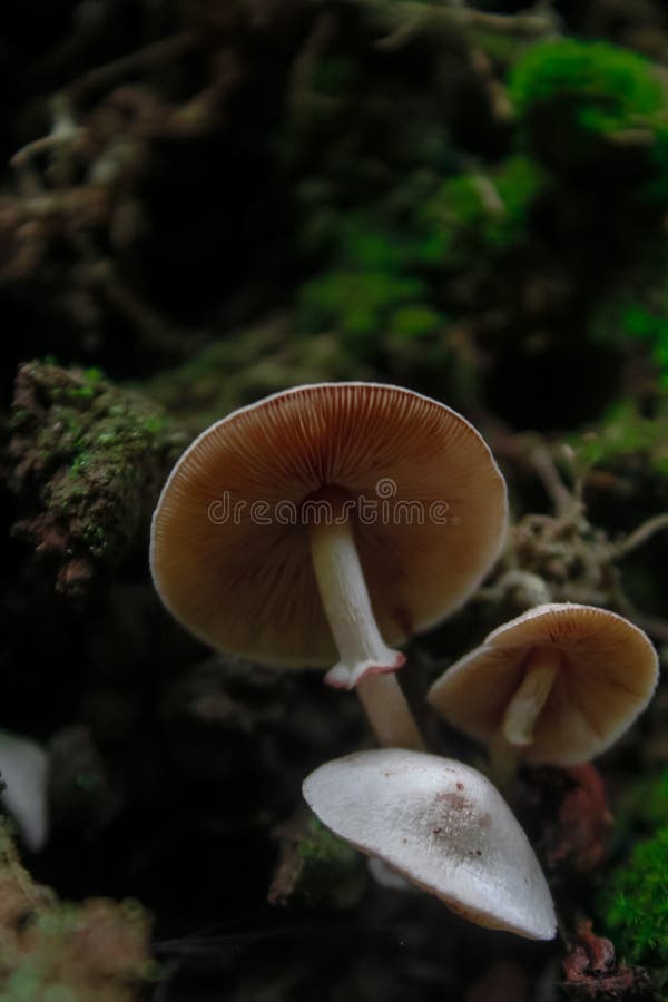 Masromlife Stock Photos - Free & Royalty-Free Stock Photos from Dreamstime