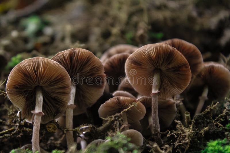 Masrom stock image. Image of tropis, life, masromnature - 259732907