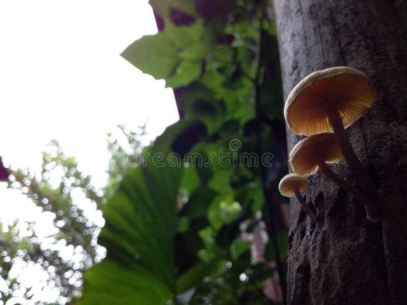 Masrom is testy stock image. Image of masrom, insect - 123668055