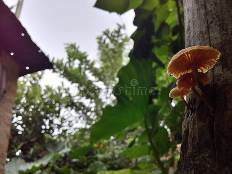 Masrom is testy stock photo. Image of word, color, butterfly - 123668000