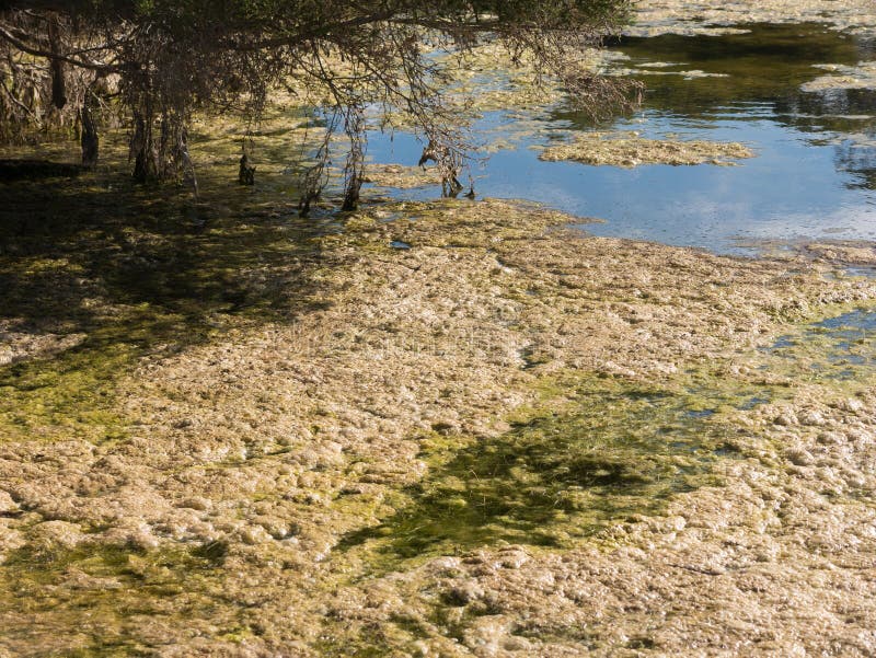 Mass of Algae in Body of Water Stock Photo - Image of algae, outdoor ...