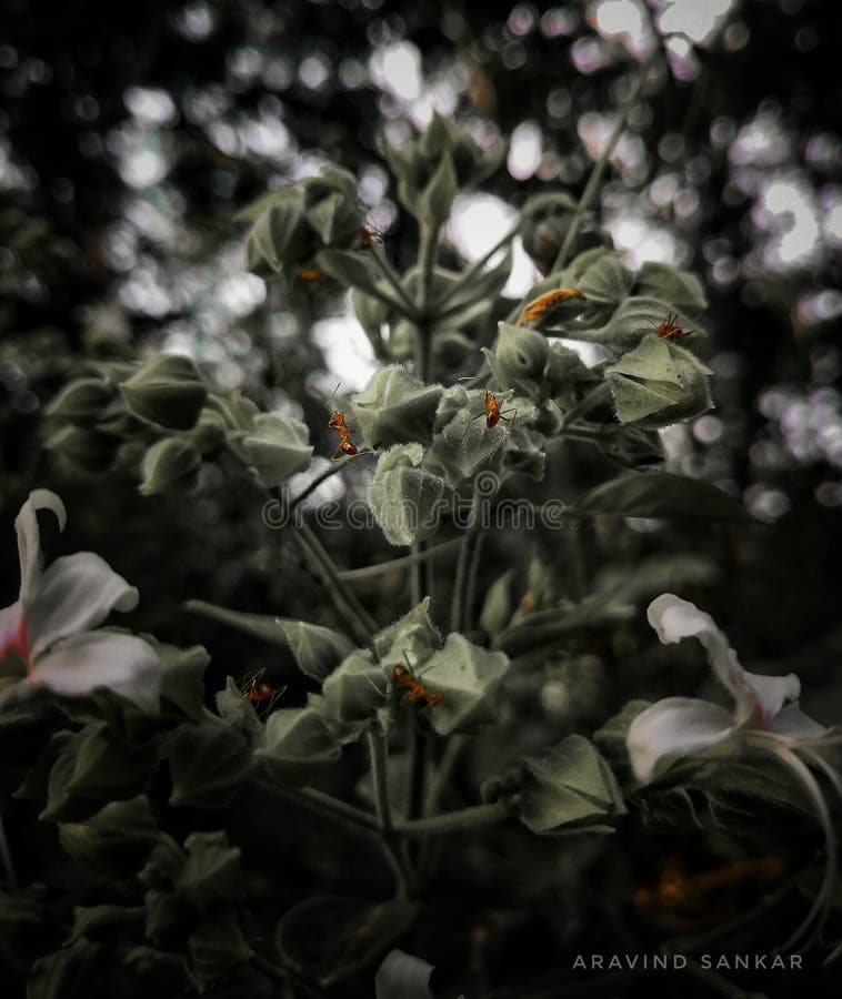 Mass of ants stock image. Image of flower, ants, love - 186267485