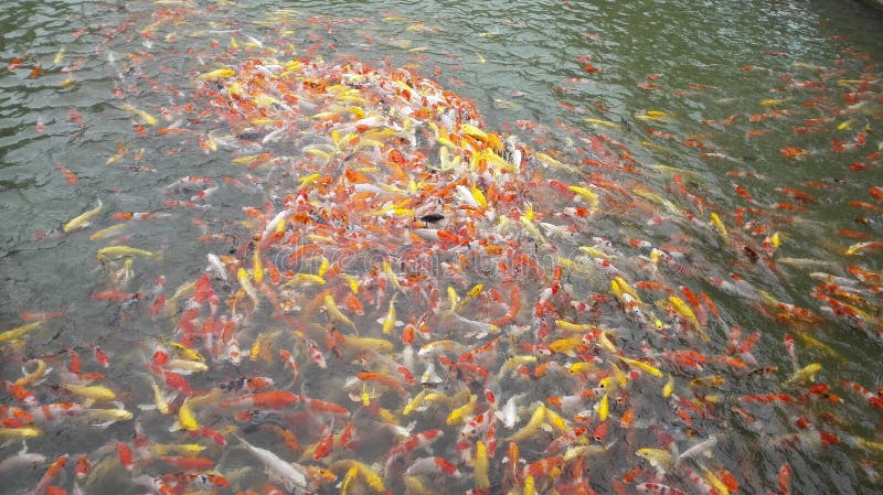 Mass of Carp Koi Fish in the Pool Stock Photo - Image of pool, fish ...
