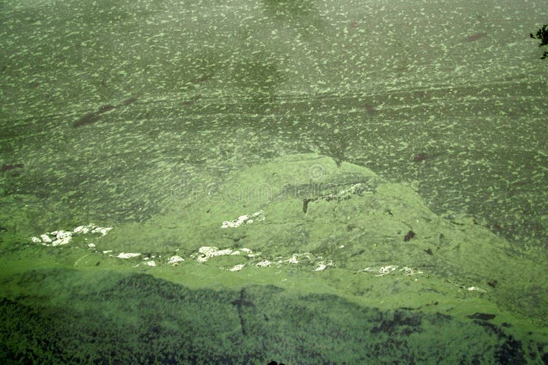 Mass of Dead Algae Formed on Surface of Water Due To Algae Bloom Stock ...