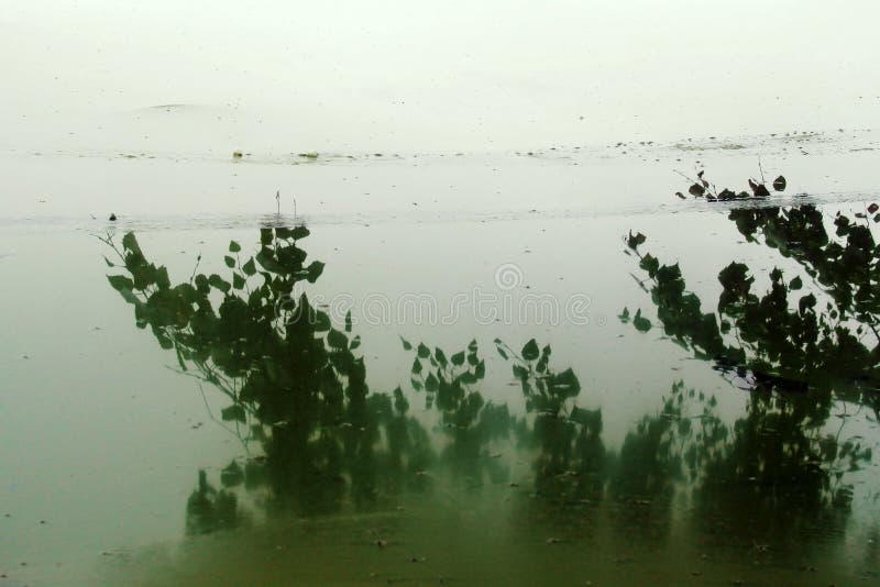 Mass of Dead Algae Formed on Surface of Water Due To Algae Bloom Stock ...