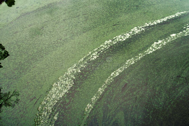 Mass of Dead Algae Formed on Surface of Water Due To Algae Bloom Stock ...