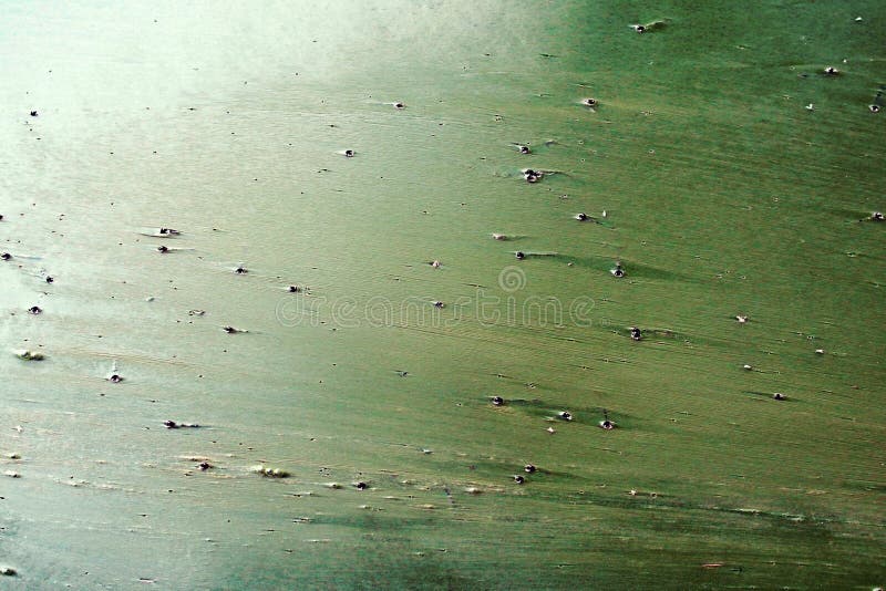 Mass of Dead Algae Formed on Surface of Water Due To Algae Bloom Stock ...