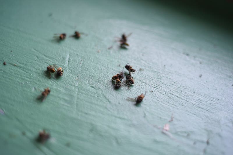 Dead Wasps on a Green Windowsill Stock Image - Image of closeup ...