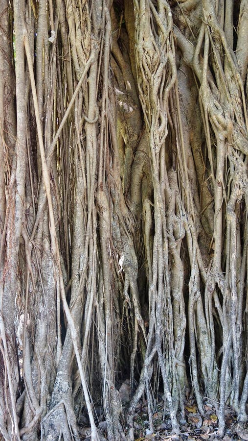 Are Gum Tree Roots Invasive at Ruby Dougharty blog
