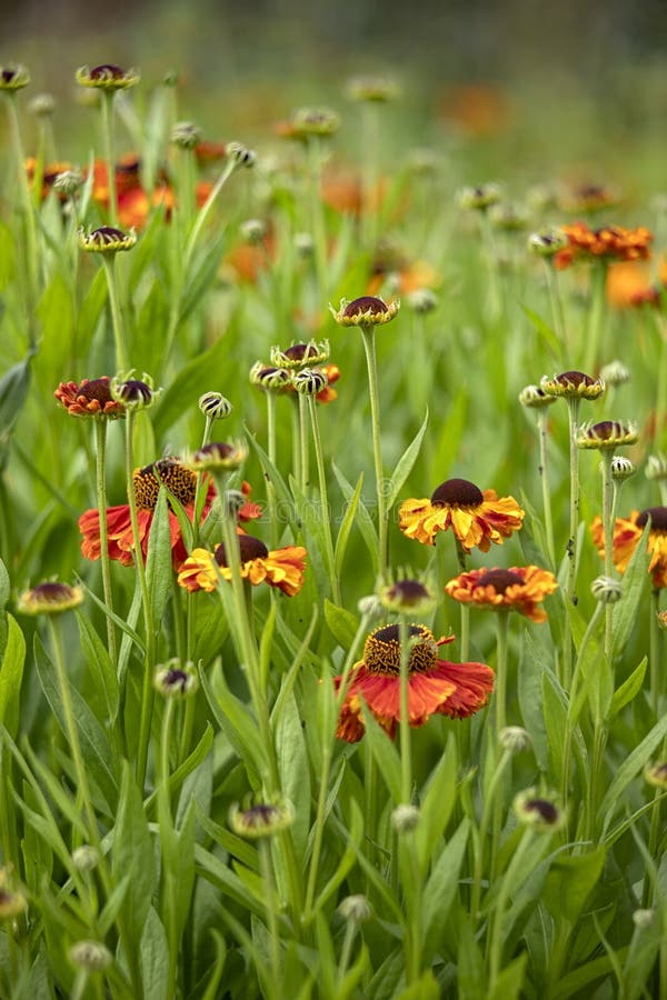 Mass Flower Display of Helenium Moerheim Beauty in Summer Stock Photo ...