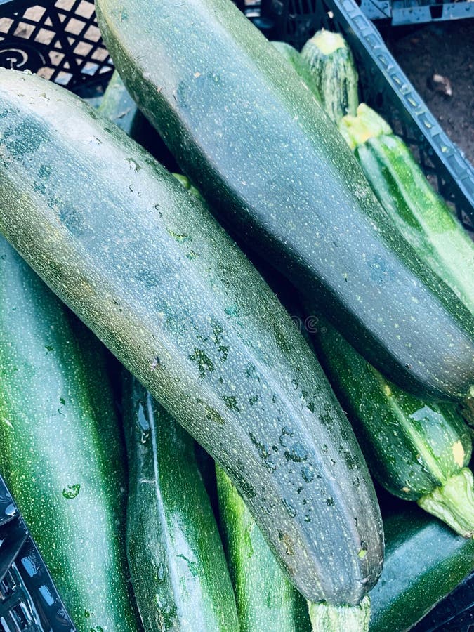 Fresh courgettes stock image. Image of care, bright - 193336361