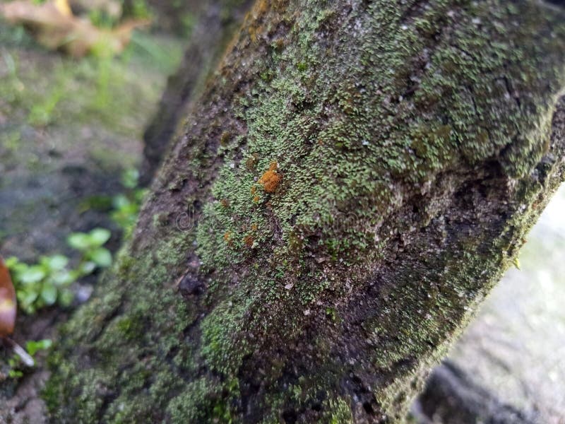 A Mass of Green Moss Growing Around a Living Tree Stock Image - Image ...