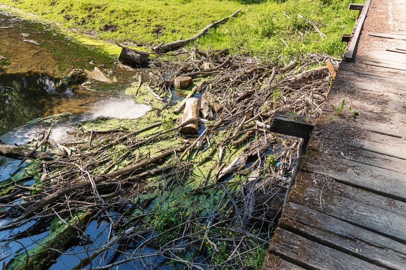A Mass of Logs and Debris Blocking Part of a River. Wood and Debris ...