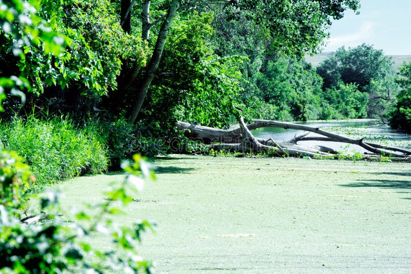 A Mass of Logs and Debris Blocking Part of a River. Wood and Debris ...