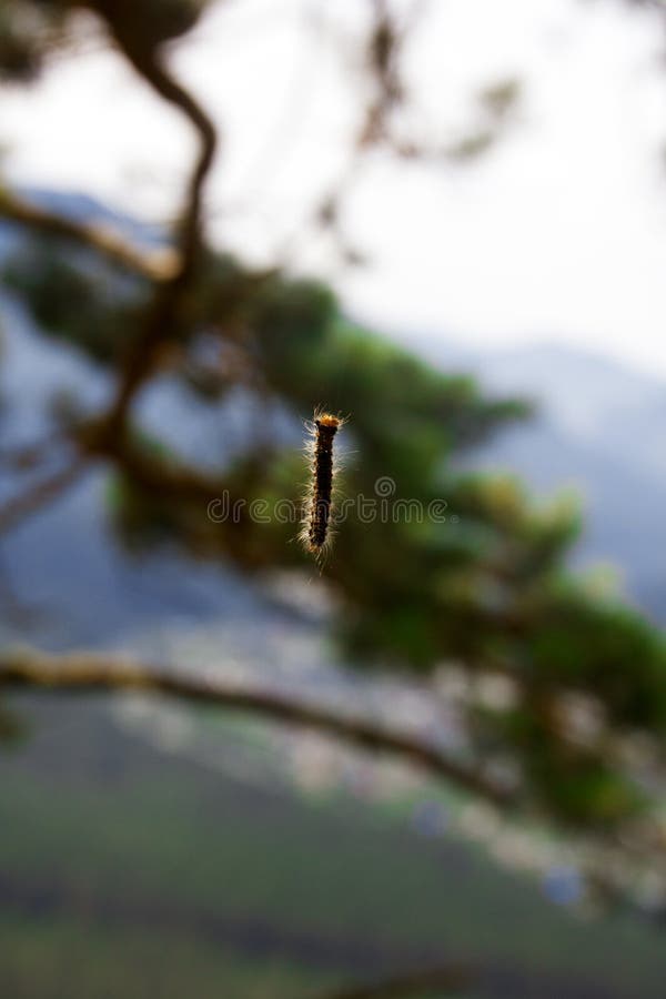 Mass Migration of Gypsy Moth Stock Image - Image of lymantria, dispar ...