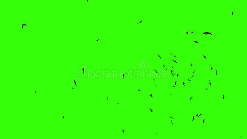 Mass Migration Movement. Crowd of Birds Behaviour. Flocking Boids ...