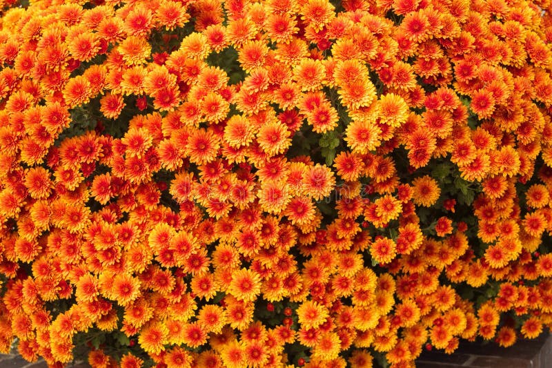 Mass of Mums stock image. Image of mass, bush, large - 45629001