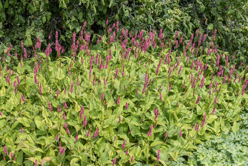 Persicaria stock photo. Image of perennial, nature, flora - 212735248