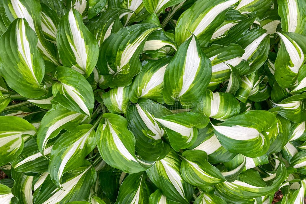 Mass Planting of Variegated Hostas Covered in Dew Stock Image - Image ...