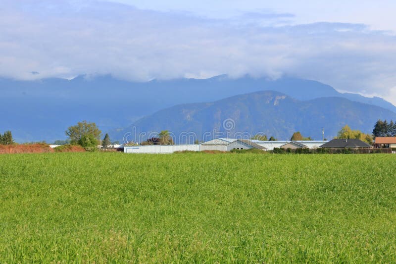 Chicken Mass Farming Stock Photos - Free & Royalty-Free Stock Photos ...