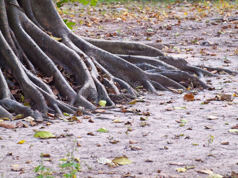 Root on dry ground stock photo. Image of forest, desert - 30188692