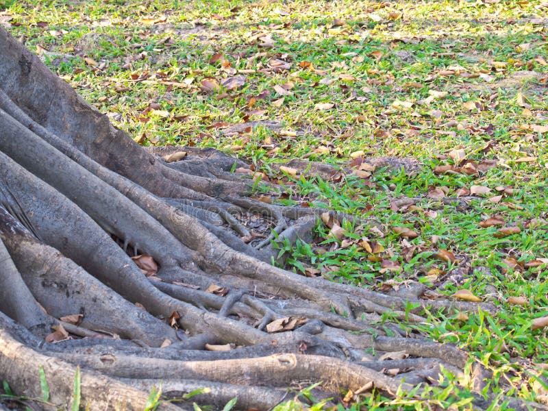 Mass root system of a tree stock photo. Image of grassland - 28649550