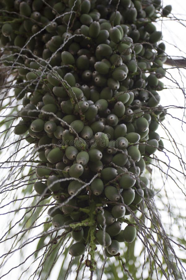 Mass of Seeds on a Palmetto Tree Stock Image - Image of seeds, outdoor ...