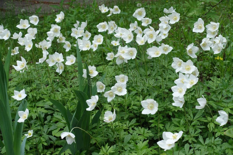 Mass of White Flowers of Anemonoides Sylvestris in May Stock Image ...