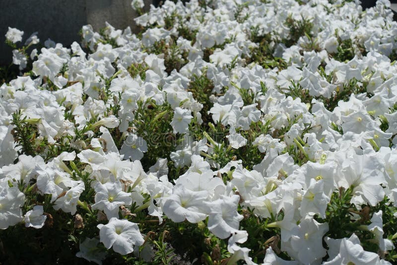 Mass of White Flowers of Petunias in August Stock Photo - Image of ...