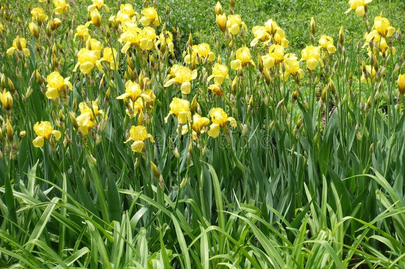 Mass of Yellow Flowers of Iris Germanica in May Stock Image - Image of ...