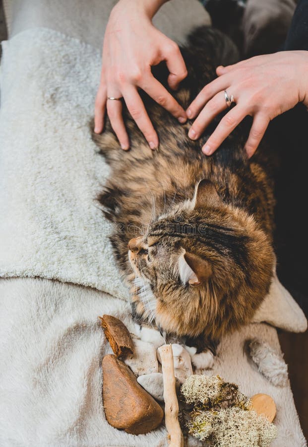 Massage the Back of the Tabby Cat with Your Fingertips. Stock Image ...