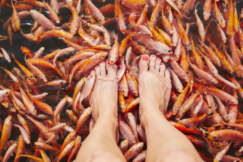 Fish spa pedicure stock image. Image of hygiene, care - 20129877