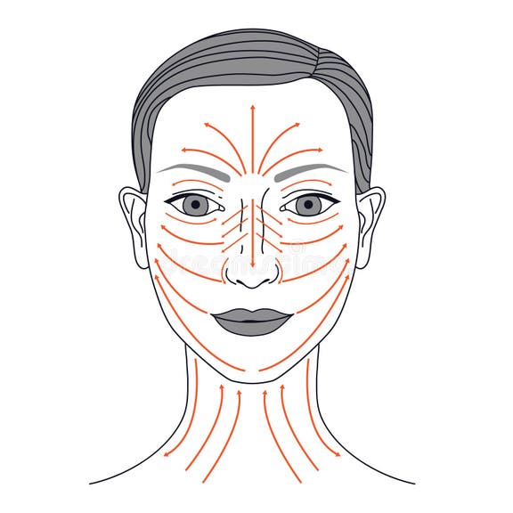 Face Massage Map Stock Illustrations – 24 Face Massage Map Stock ...