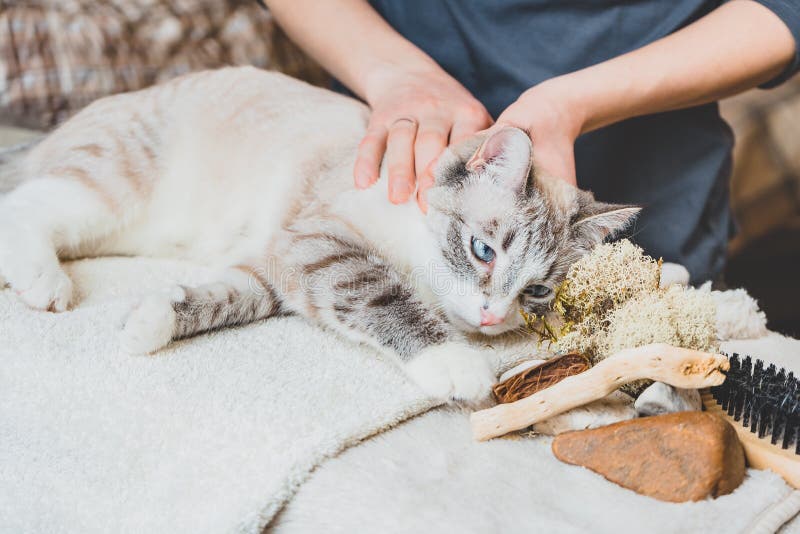 Cat Massage Technique Stock Photos - Free & Royalty-Free Stock Photos ...