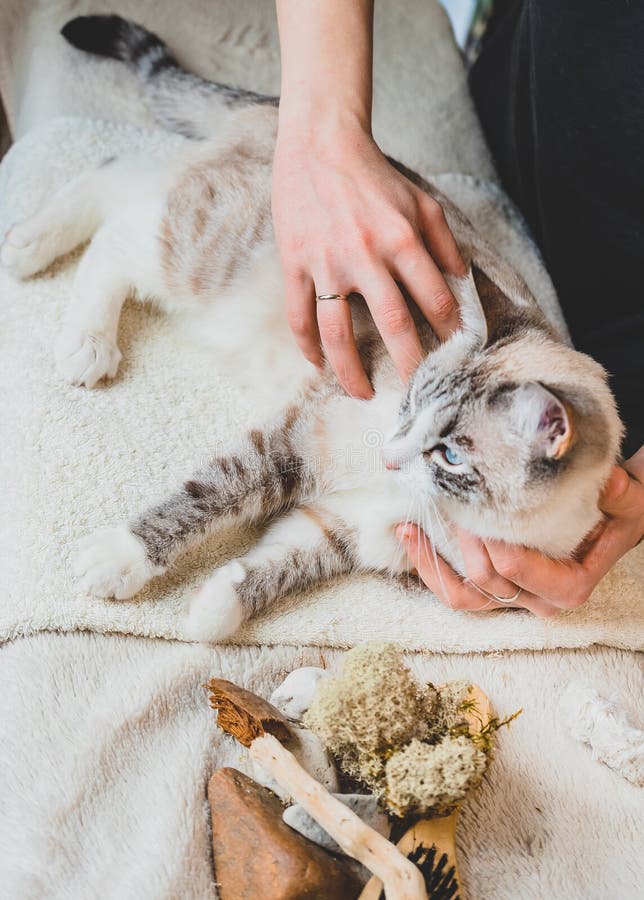 Cat Massage Technique Stock Photos - Free & Royalty-Free Stock Photos ...