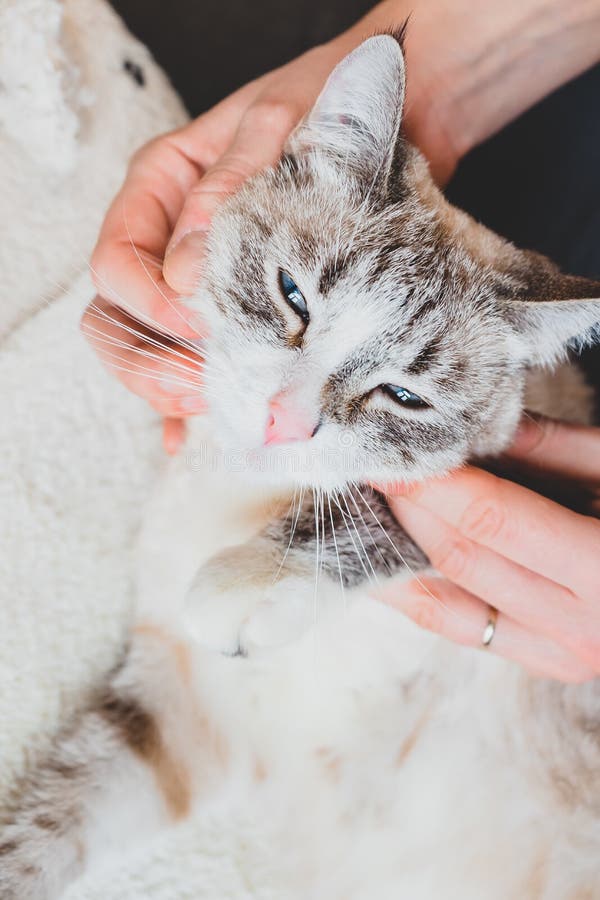Massaging the Cat`s Neck and Cheekbones. Massage Technique Stock Image ...