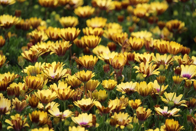 Massed Yellow African Daisies Stock Image - Image of yellow, massed ...